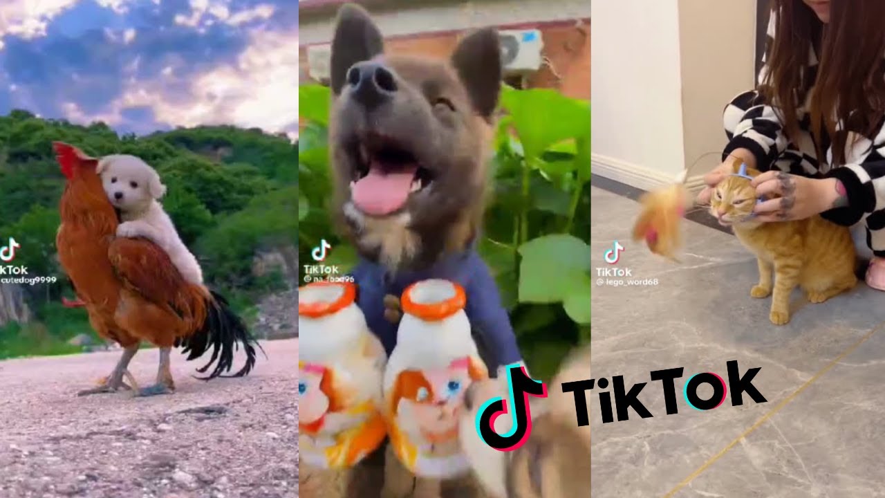 Los mejores Videos de animales 🐶 Tik Tok Compilation #14 - YouTube