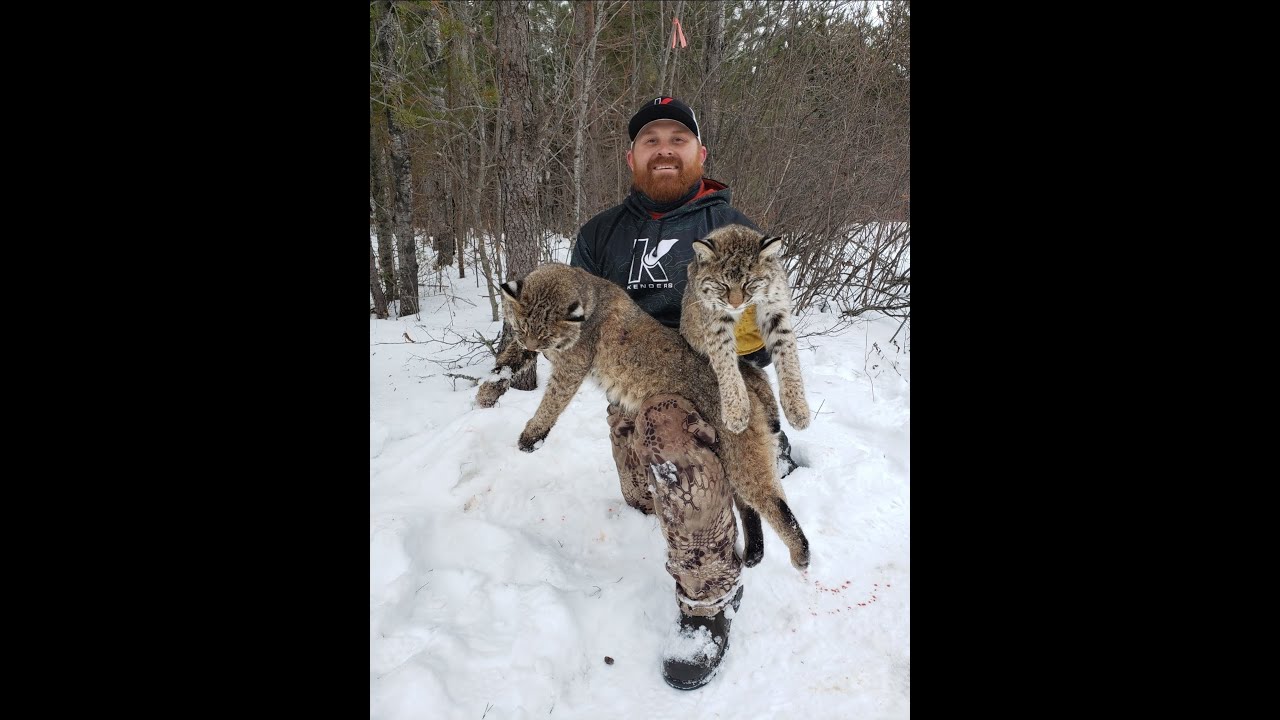 Minnesota Bobcat Trapping Part 2 - YouTube