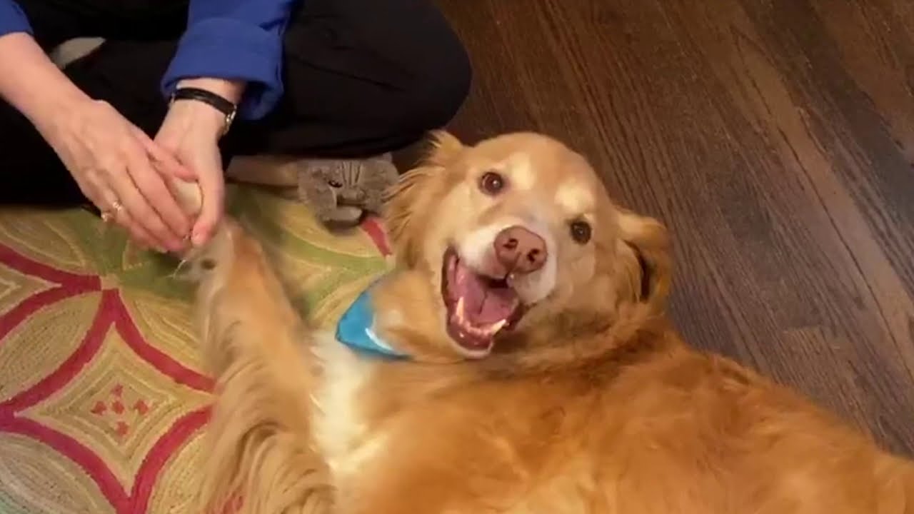 The Golden Observer (Puppy Songs) - YouTube