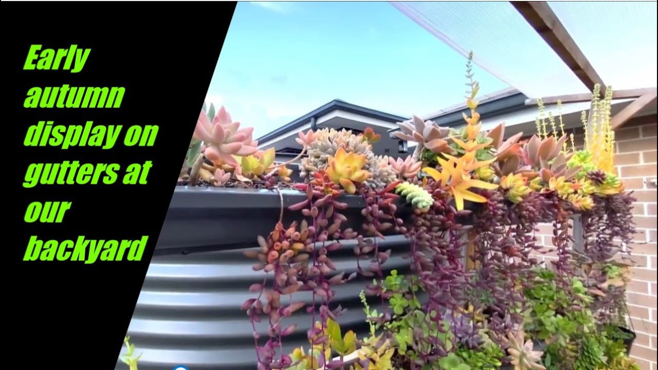 Early autumn display on gutters at our backyard - YouTube