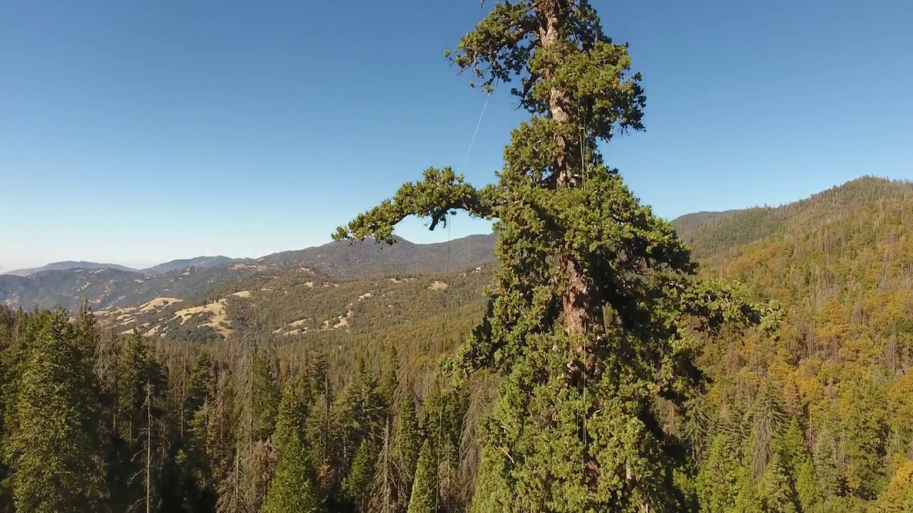 Giant Sequoia Cone Collection 1 - YouTube