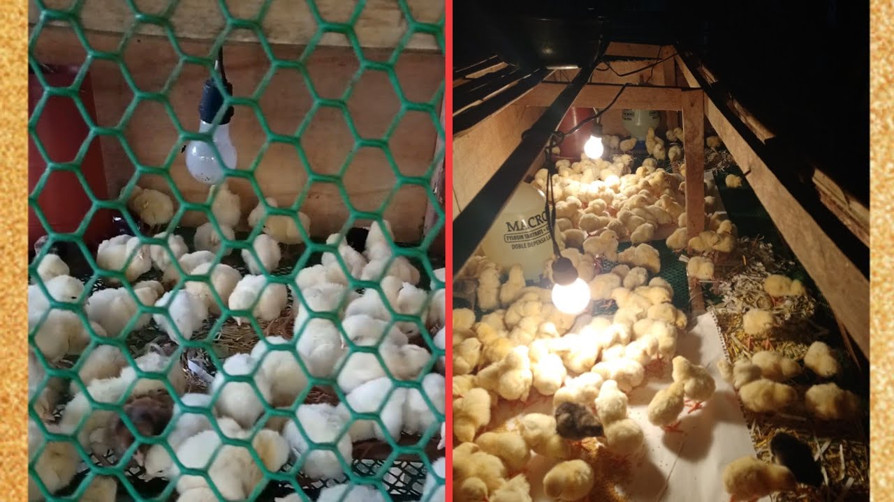 LOW COST BROODING CAGE FOR BROILER 200 HEADS|Philippine Poultry Farming ...