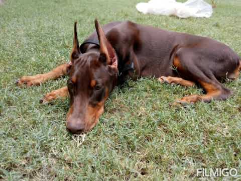 Transformation of Doberman Pincher - YouTube