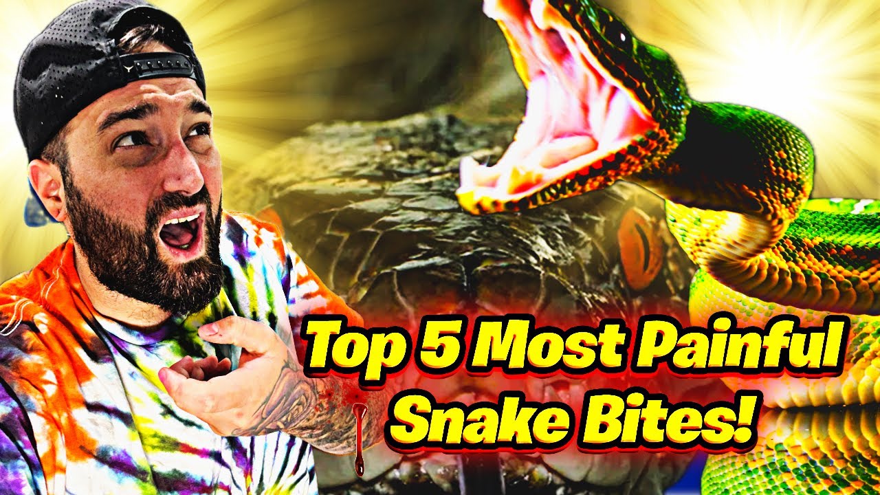 Top 5 Most Painful Snake Bites From Nonvenomous Snakes! - YouTube