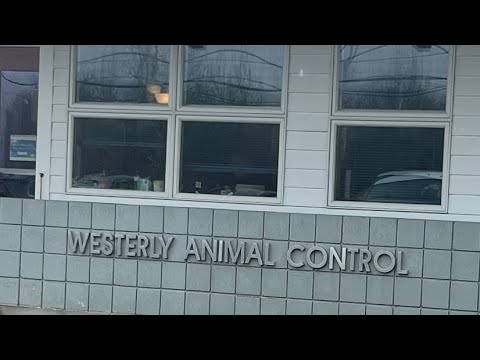 Donating to Westerly Animal Shelter - YouTube