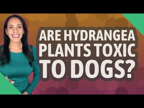 Is Hydrangea Plant Safe For Cats