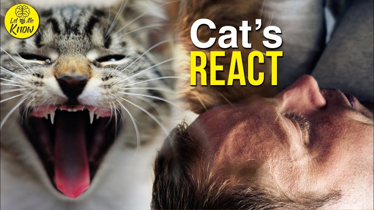 This Cat Owner Faked His Own Death Just To See How His Kitty Might ...