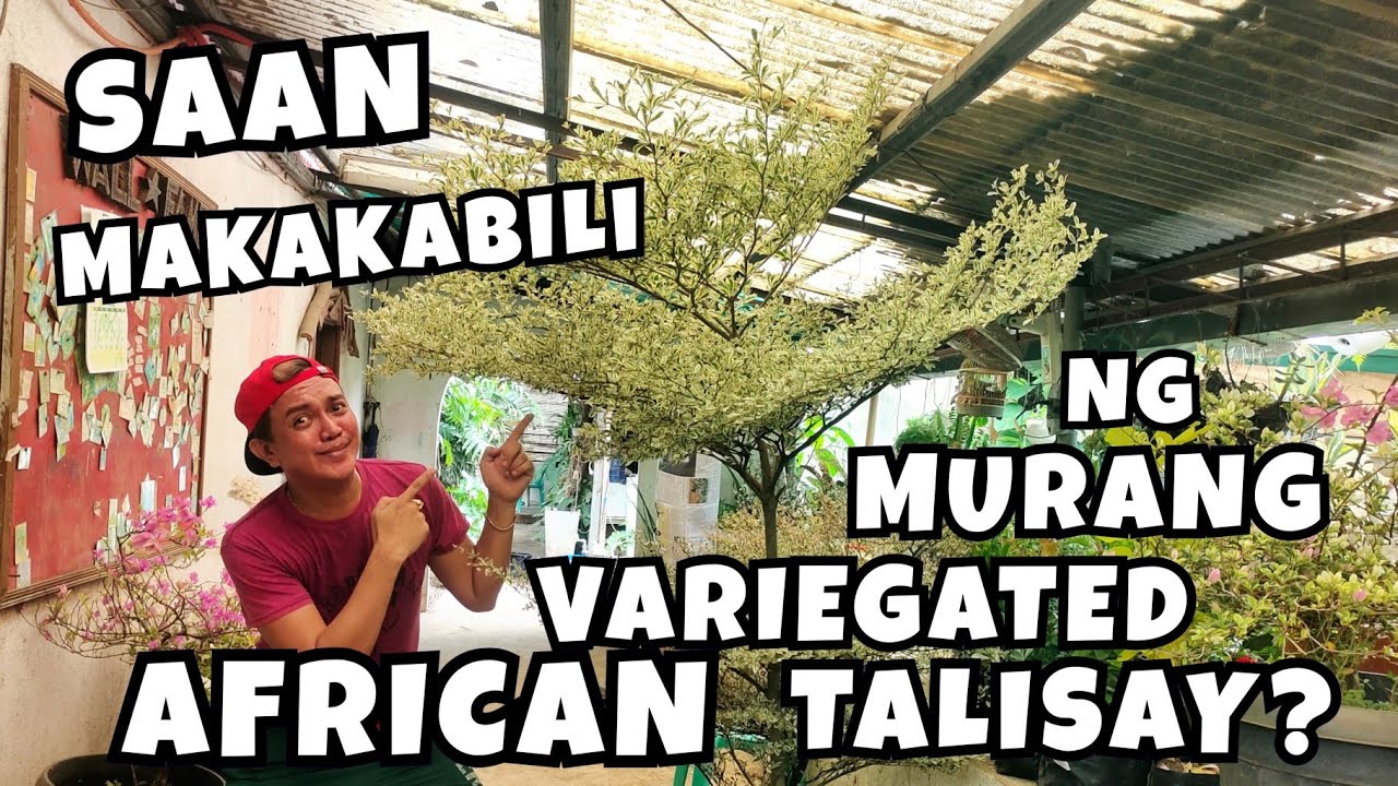 WHERE TO BUY CHEAP VARIEGATED AFRICAN TALISAY TREE? | PLANT CARE TIPS ...