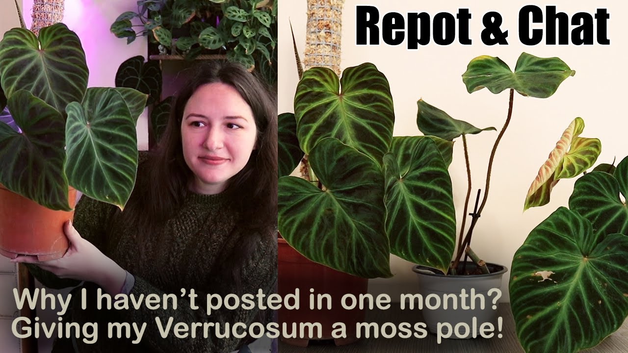 Repot & Chat / Why I haven't uploaded in one month + giving my Verrucosum a moss pole - YouTube