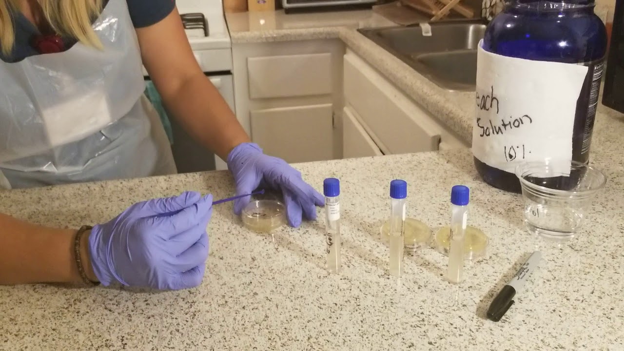 Aseptic Technique and Culturing Microbes Part 2 - YouTube
