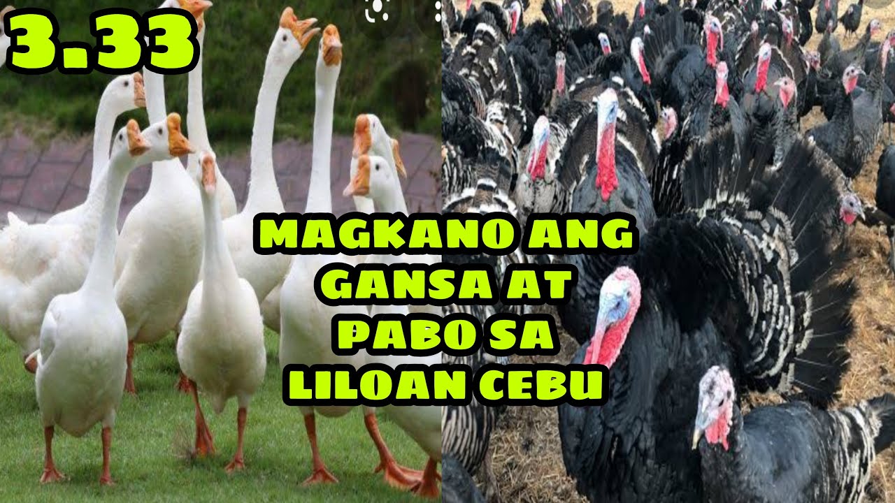 MAGKANO ANG GANSA AT PABO SA LILOAN CEBU | ERIC AMBAKING - YouTube