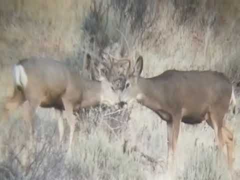 Deer having fun! - YouTube