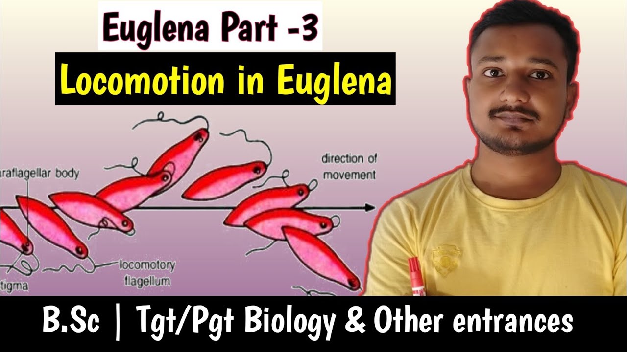 Locomotion in Euglena | Bsc 1st year zoology | Euglenoid movement ...