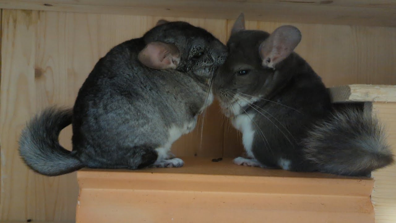 Chinchilla gently nibbles his friend and turns the fluffy butt - YouTube