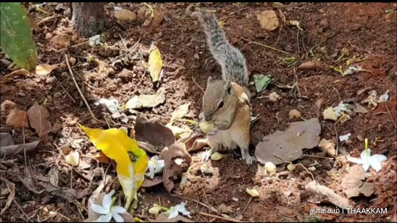 Squirrel Autumn Season In TAMIL NADU INDIA YouTube squirrel-autumn-season-in-tamil-nadu-india-youtube