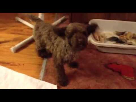 Vicky the Rescue Poodle, with Legg-Perthes Disease - YouTube