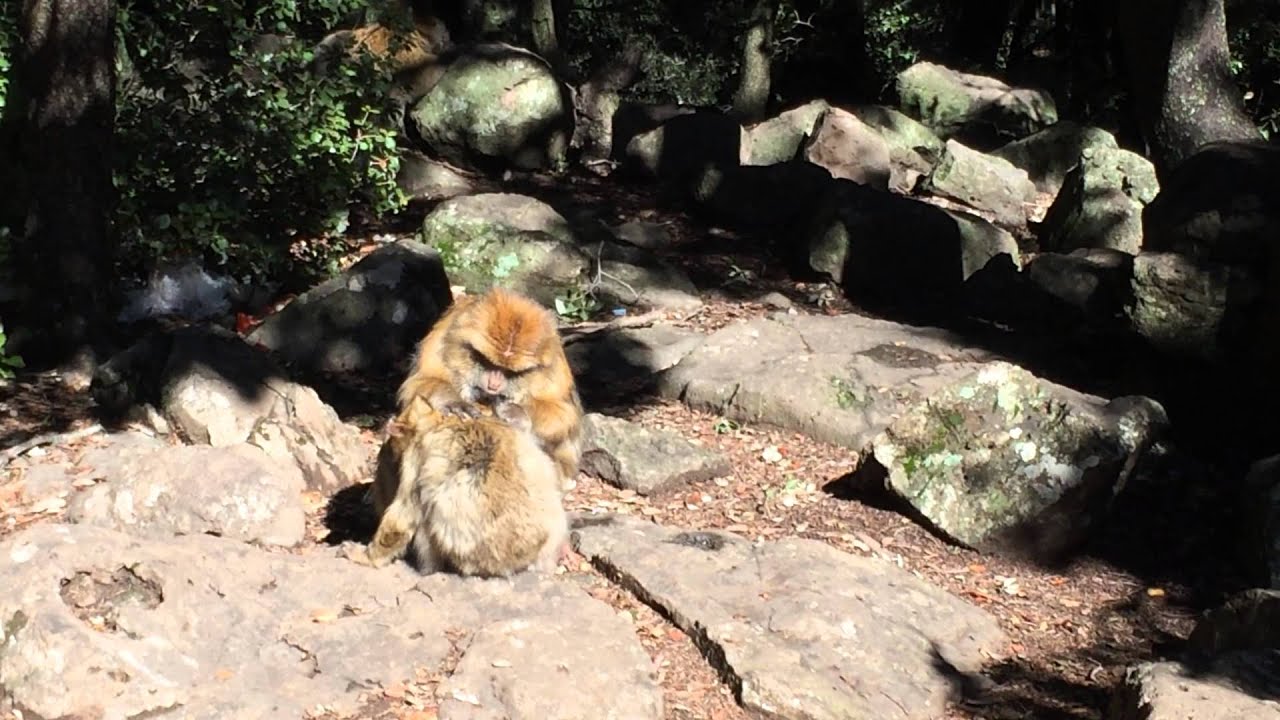 Azrou monkeys - Morocco 2013 - YouTube