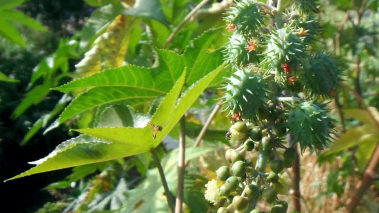 The castor oil plant ('Ricinus communis') / La planta de aceite de ...