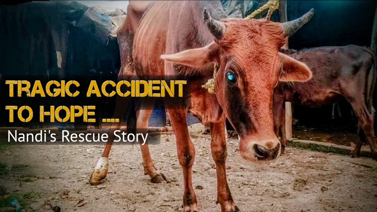Nandi's Life-Saving Rescue: From Tragic Accident to Hopeful Future.🙏🙏 ...