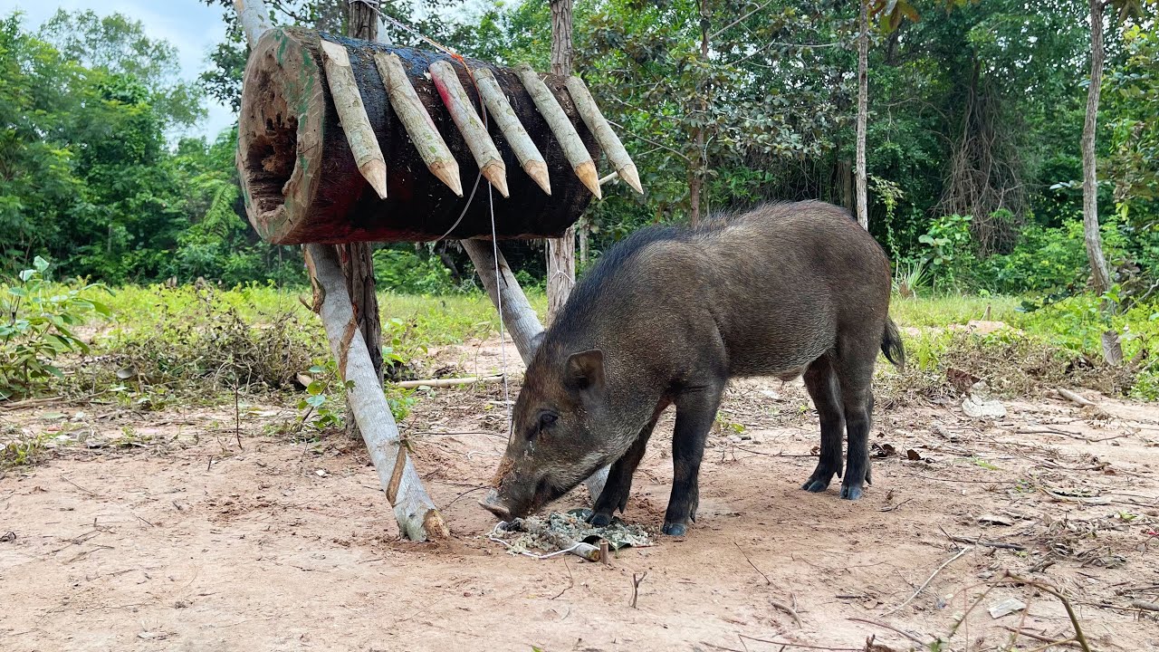 Build Wild boar Trap Using Big Palm tree Fall in to Deep Hole # ...