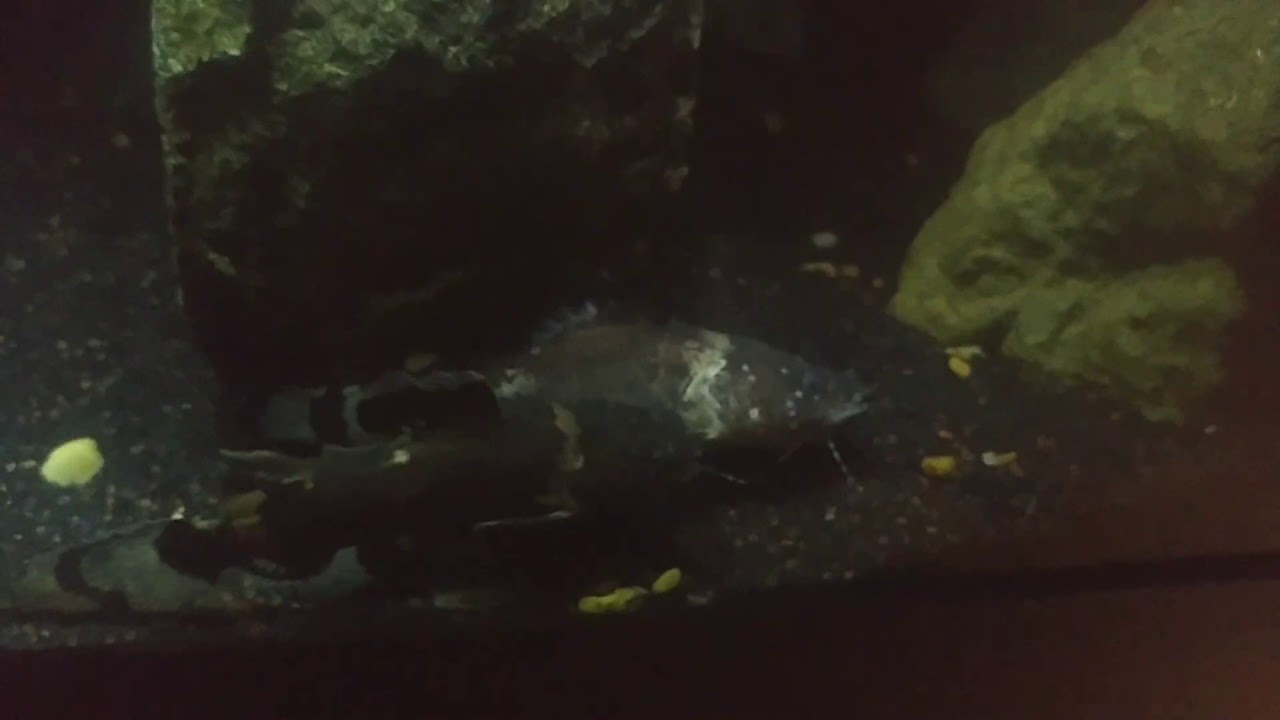 Bumblebee jelly catfish update - YouTube