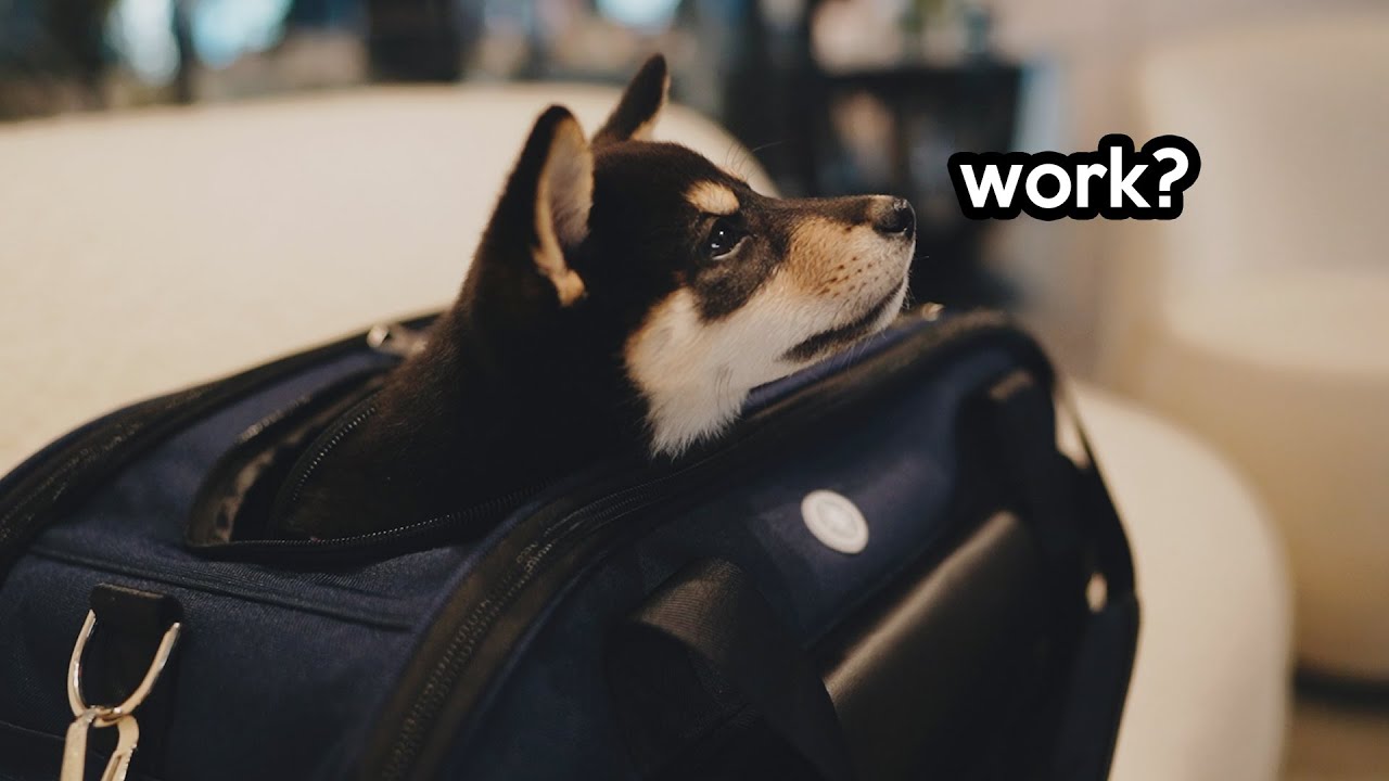 I took my Shiba Inu to work with me - YouTube