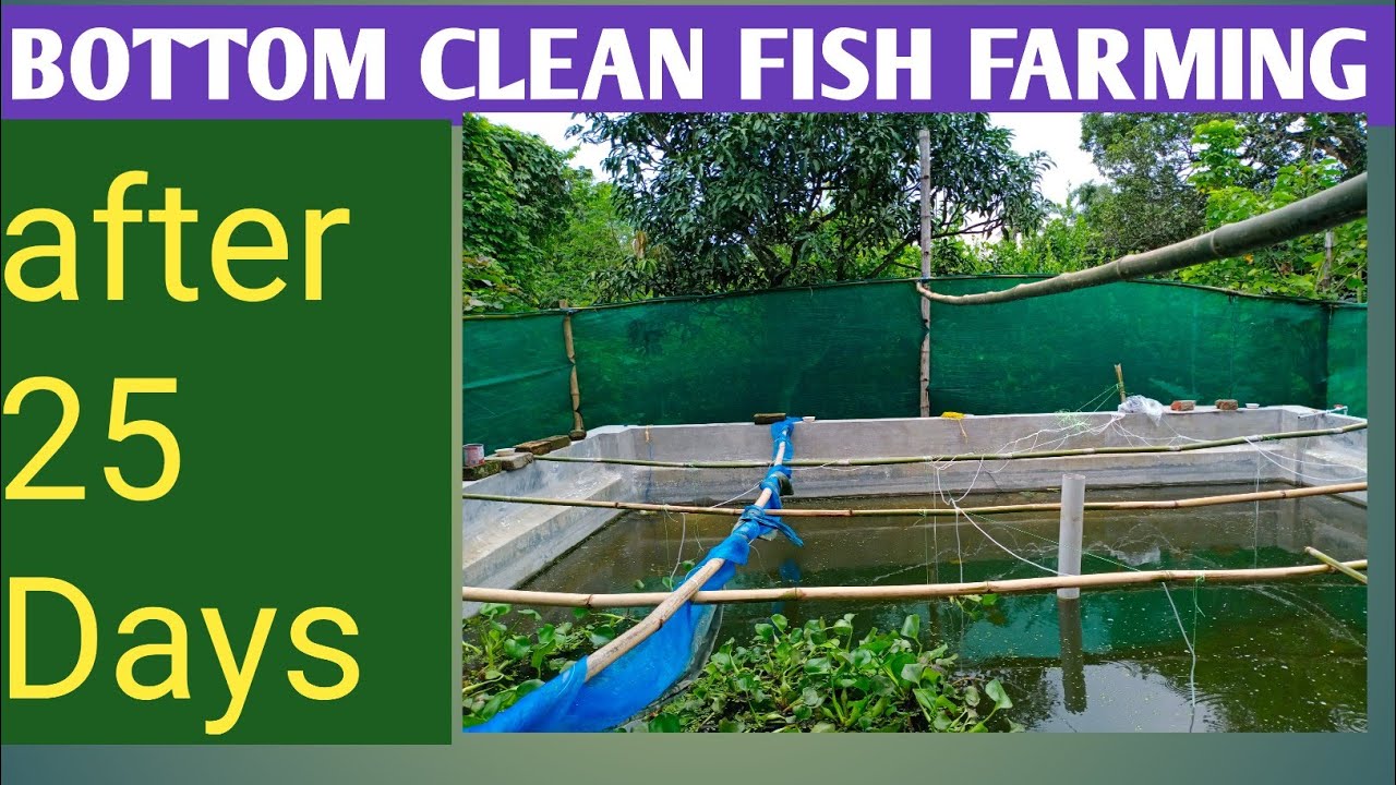 bottom clean fish farming process step by step ,বটম ক্লিনের গোপন রহস্য ...