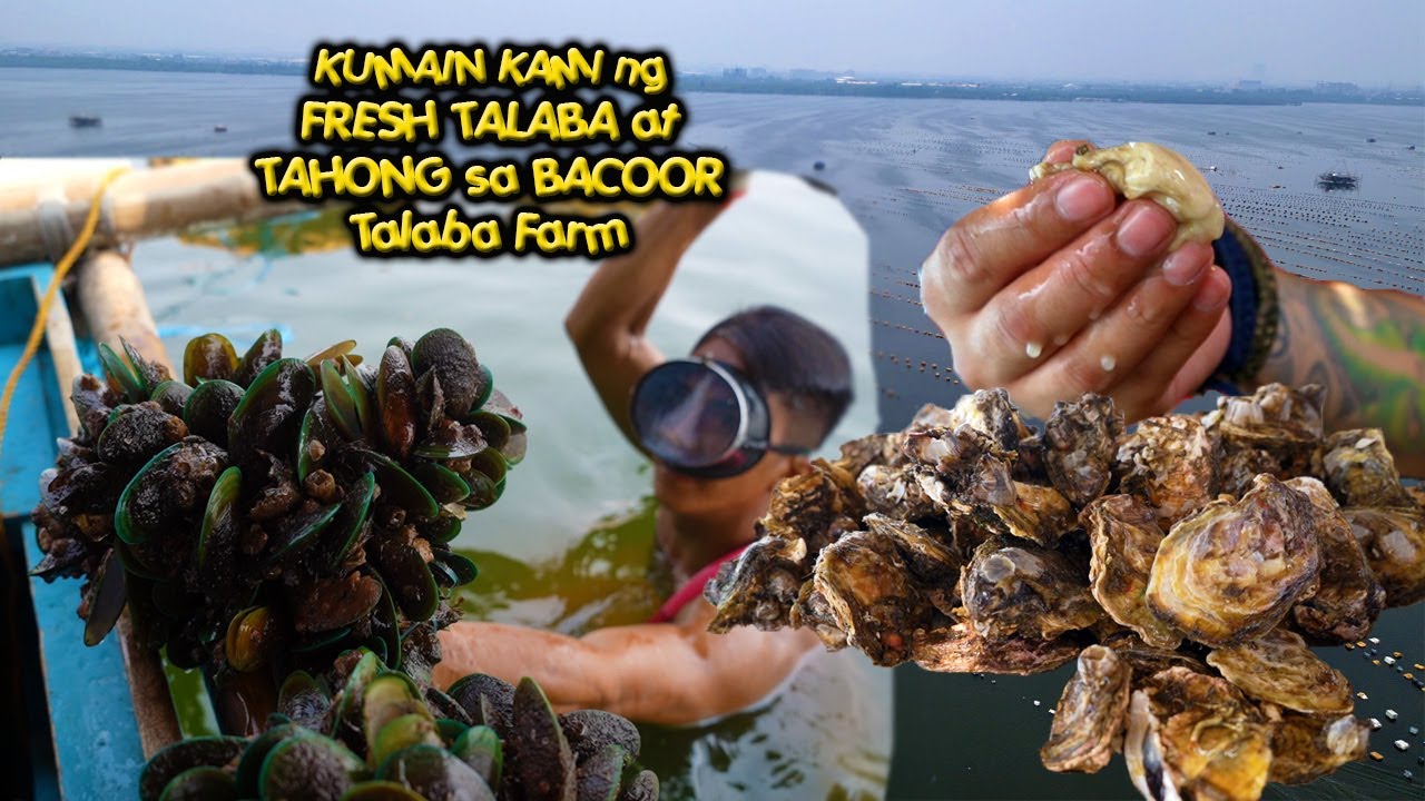 Ganito pala mag-alaga ng Talaba at Tahong | Oyster and Mussel Farming ...