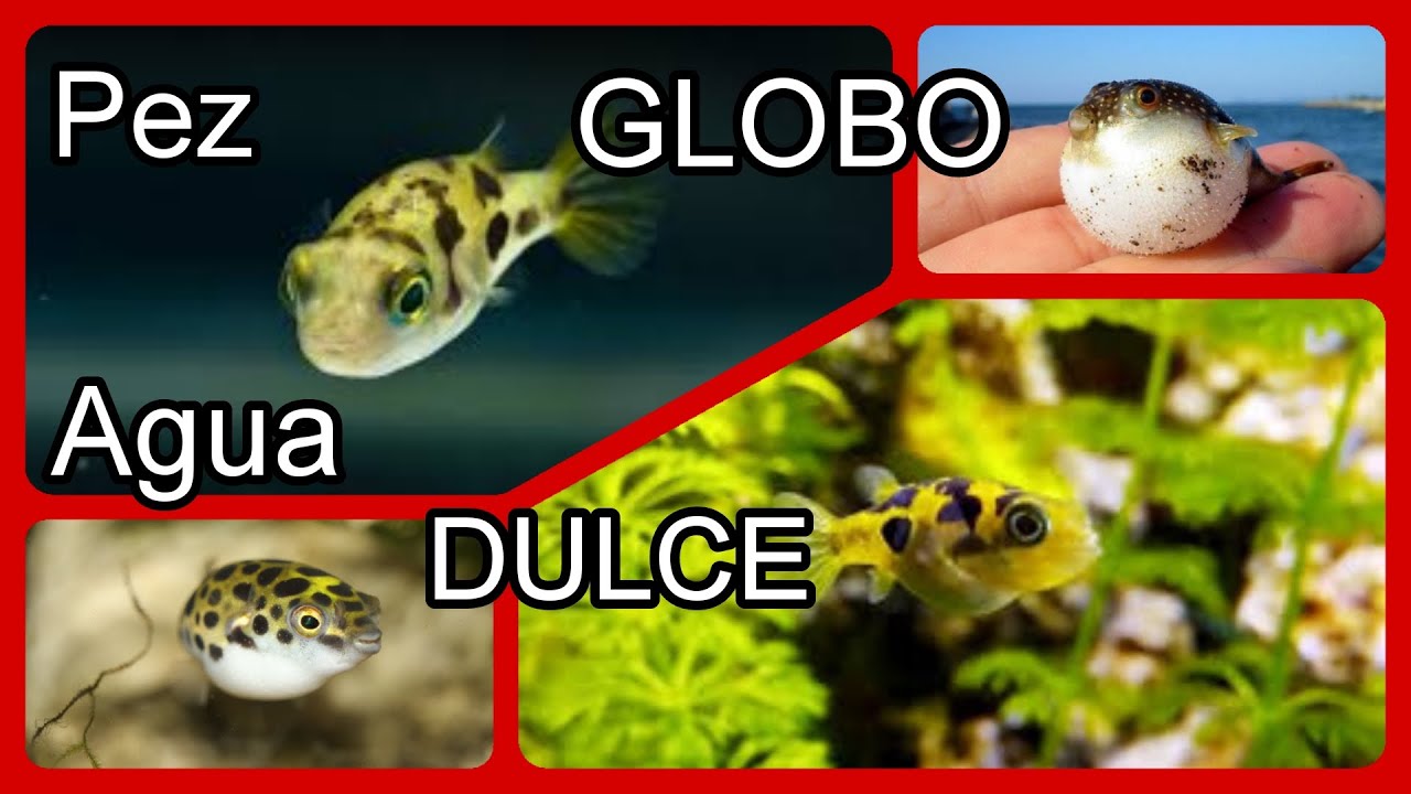 Pez Globo de agua dulce - YouTube