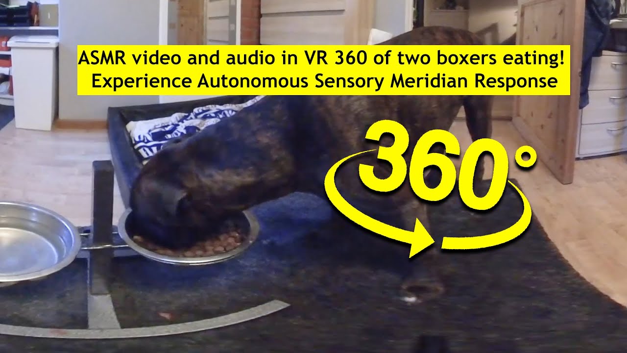 ASMR video and audio in VR 360 of two boxers eating! Experience ...
