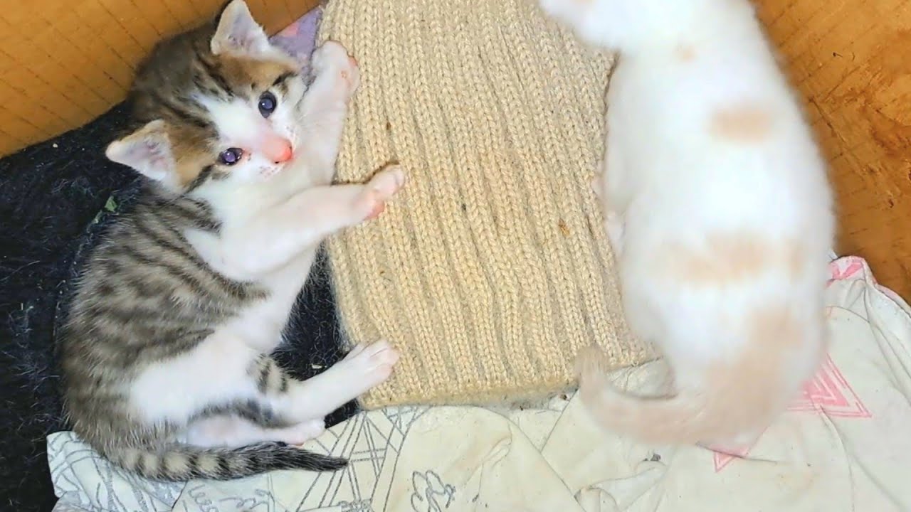 Baby kittens play. These kittens are so cute and beautiful. - YouTube