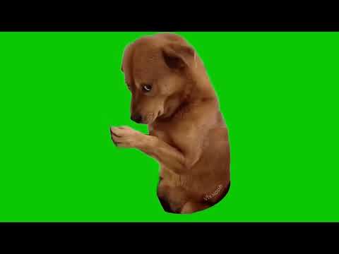 Shy Dog cute Meme Green Screen || Vfx Noob