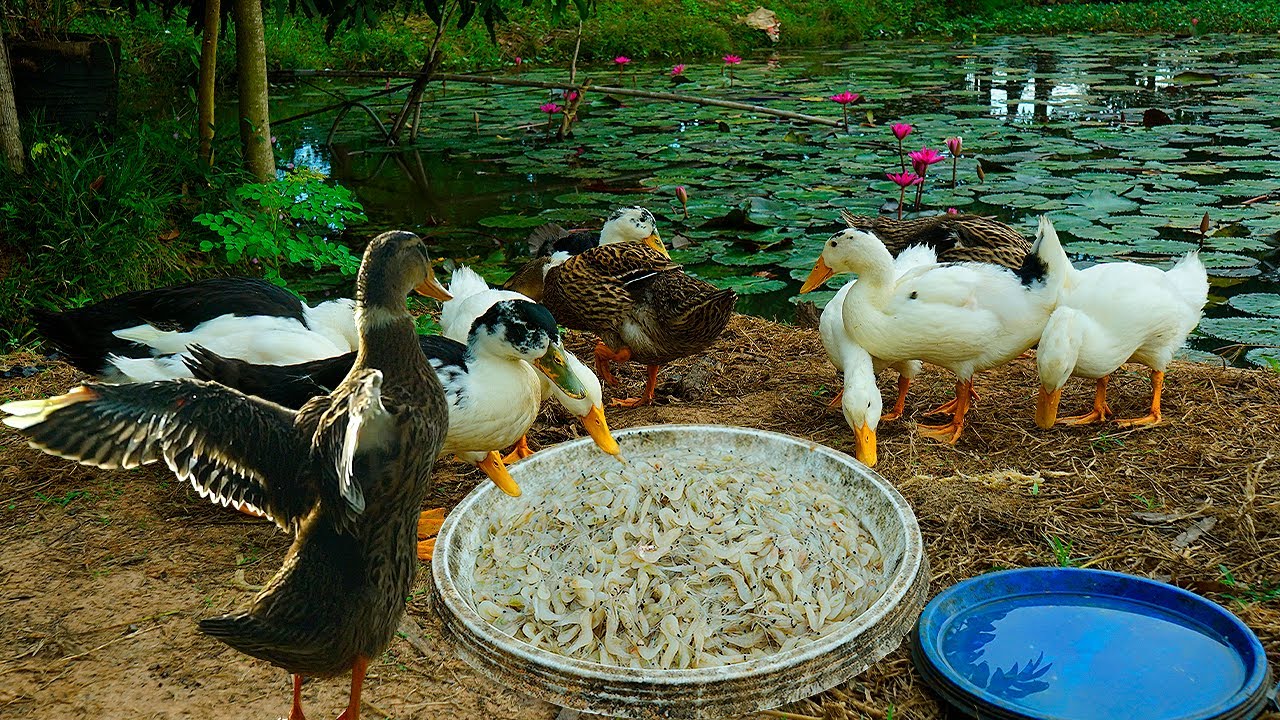 30 Days Duckling Should Give Them Shrimp To Eat 4Time A Month-Shrimp Is ...