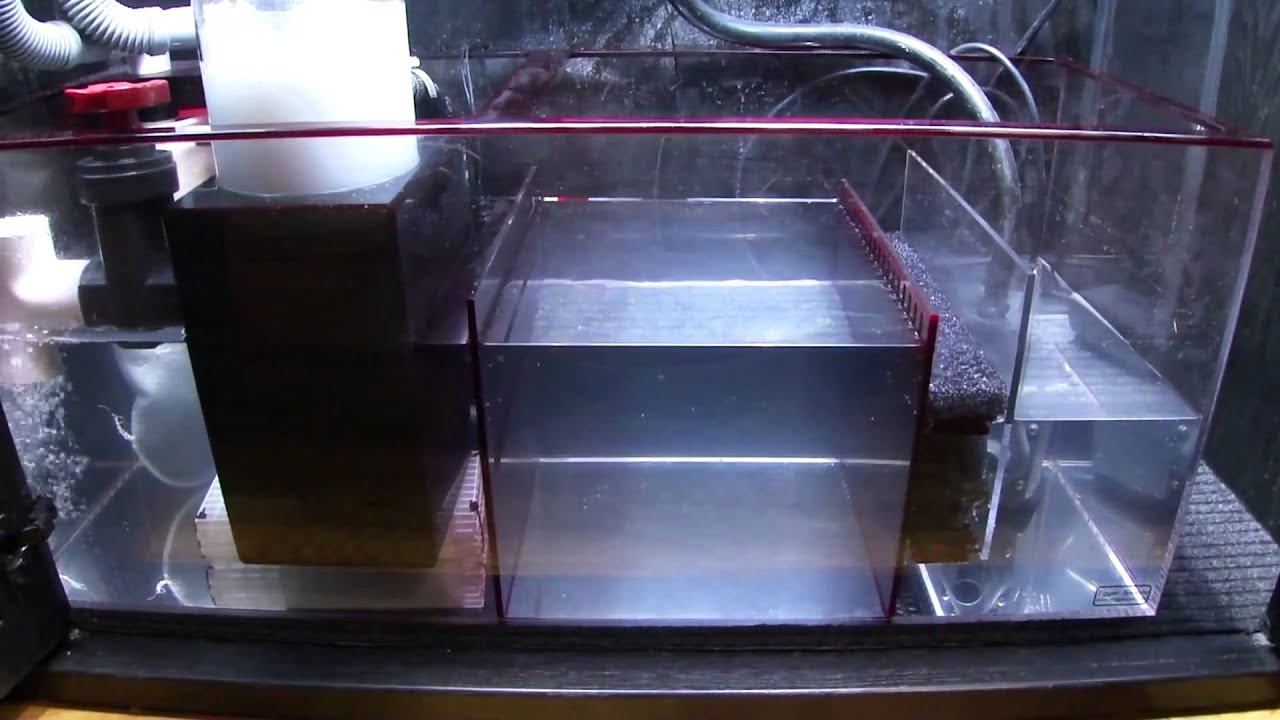 Trigger Systems Custom Sump Refugium Review - YouTube
