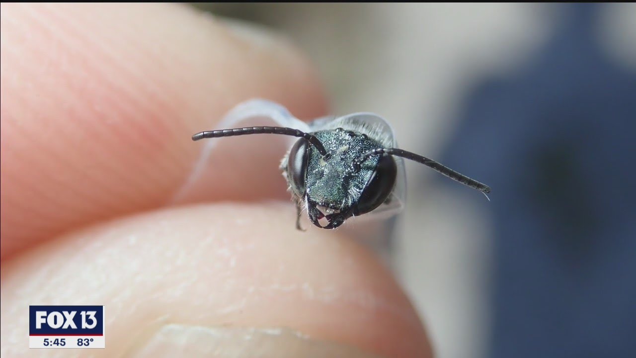 Rare blue bee rediscovered in Florida - YouTube