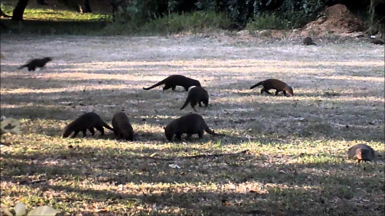 Banded Mongoose and Vervet Monkeys feeding and playing together - YouTube