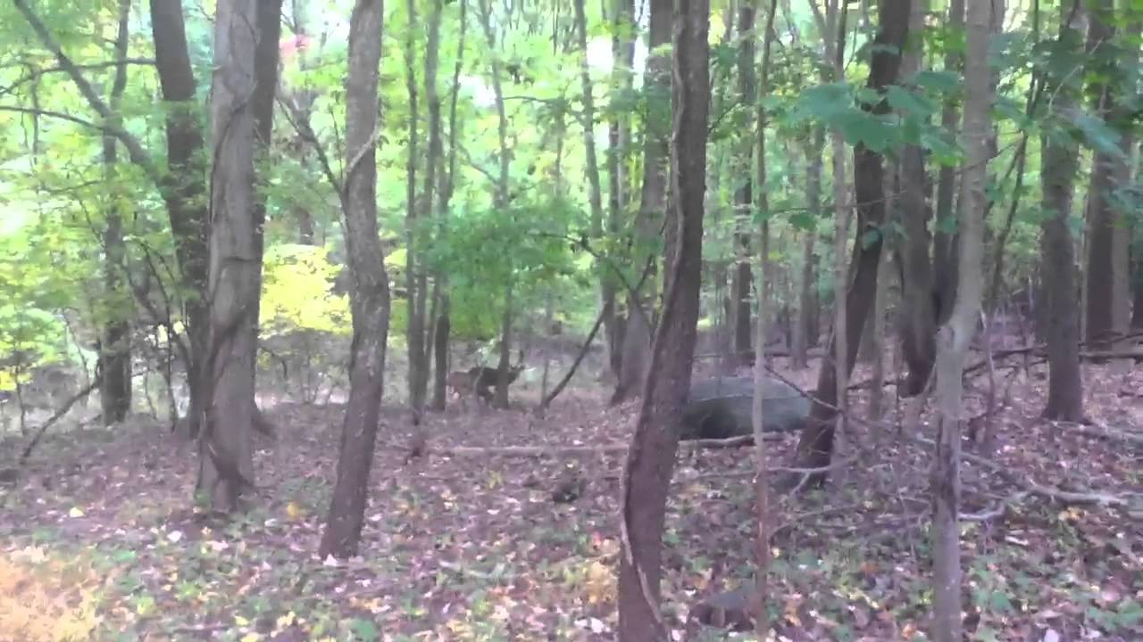 Woods - YouTube