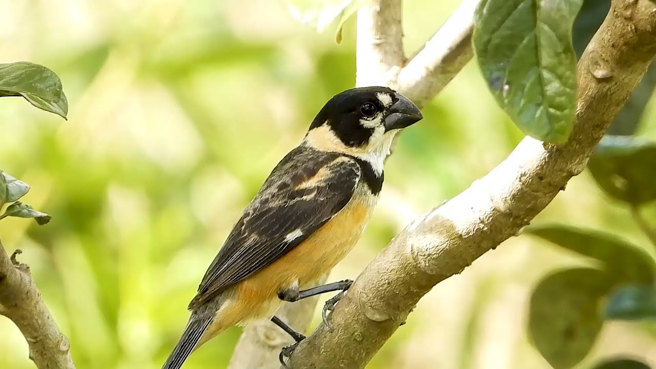 COLEIRO-DO-BREJO (SPOROPHILA COLLARIS), RUSTY-COLLARED SEEDEATER ...