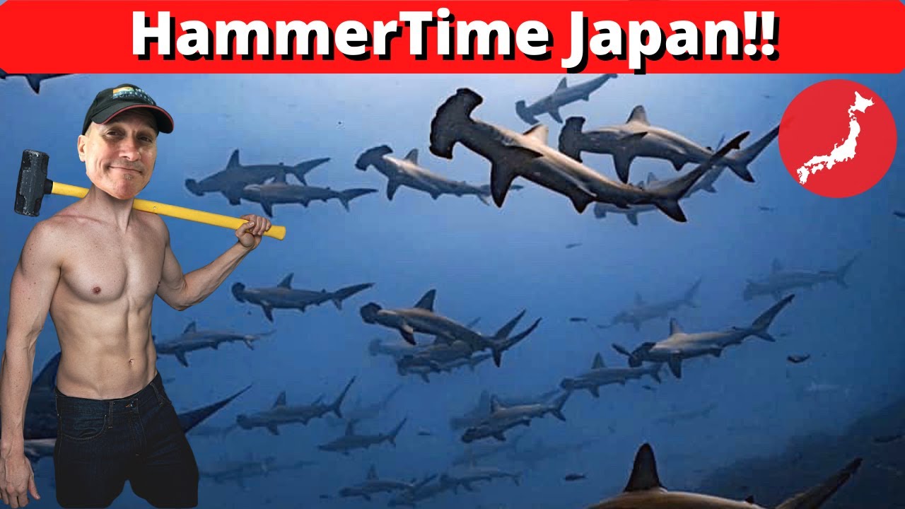 HammerTime Japan – Hammerhead Shark Diving in Japan - YouTube