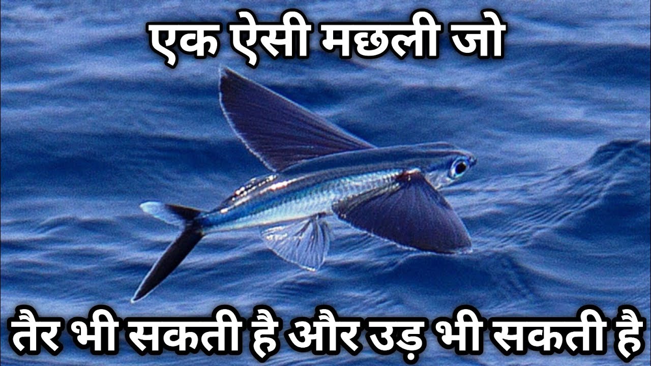 Garnai Fish - Garnai Fish Flying - Garnai Fish Walking - Garnai Fish ...