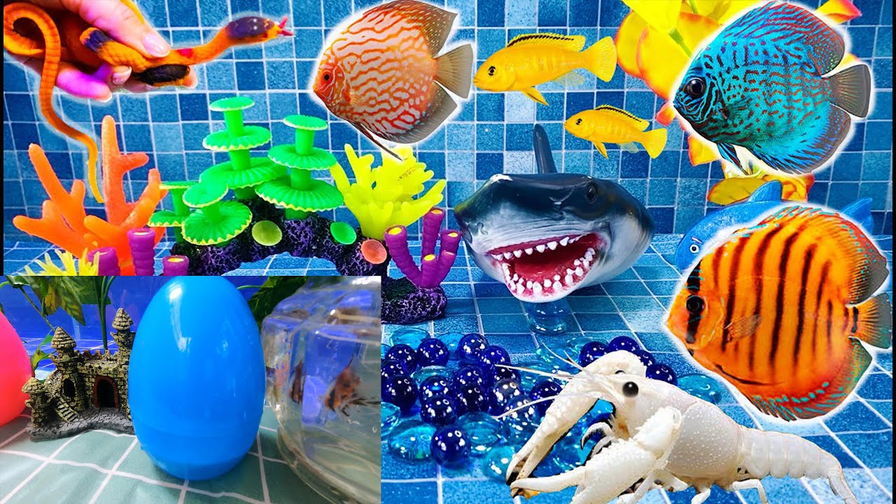 Colorful fish surprise eggs, crayfish, snakes, angelfish, goldfish, koi ...