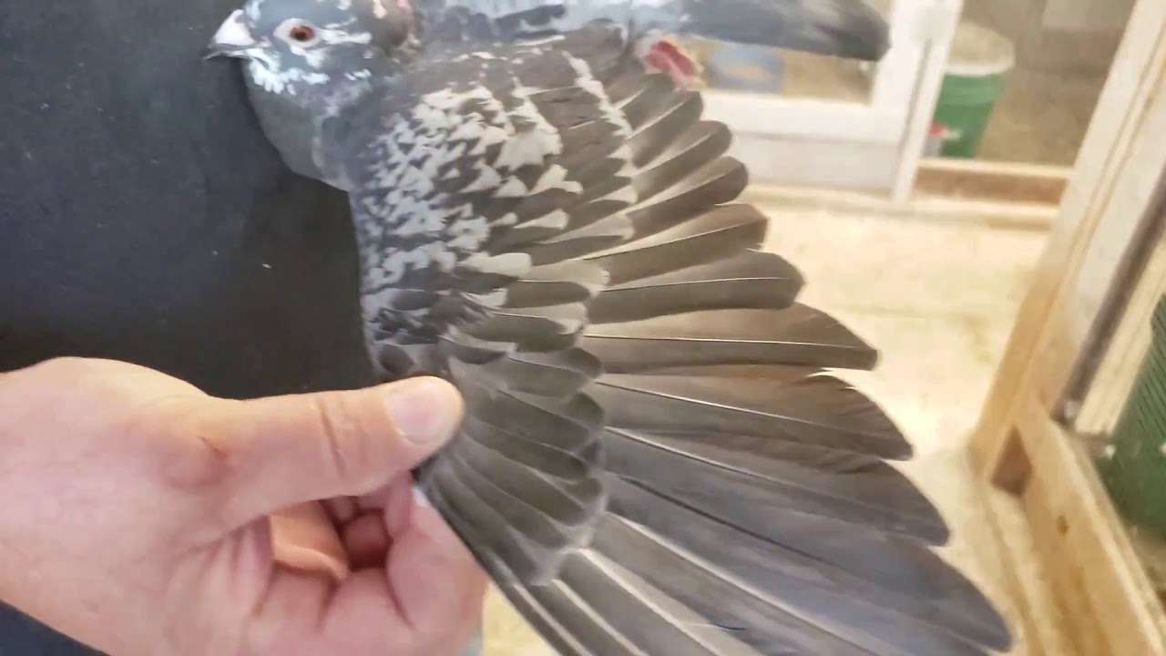 Points/Attributes of Best Racing pigeon - YouTube