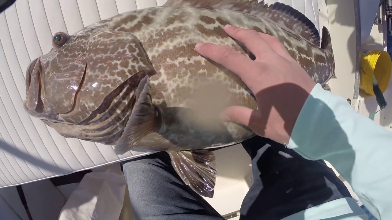 Black Grouper