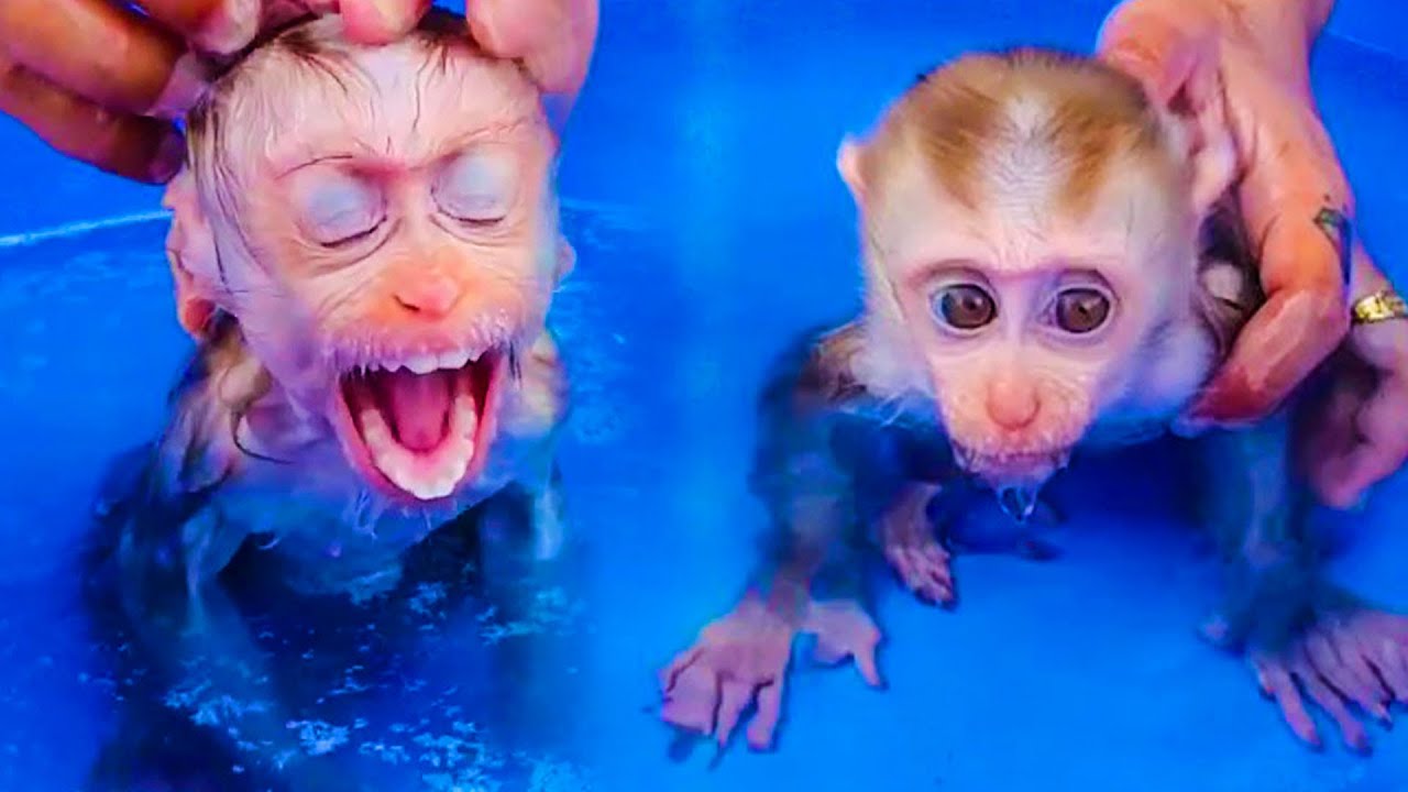 Baby Mamo is so adorable ansd cute monkey , we love her so much - YouTube