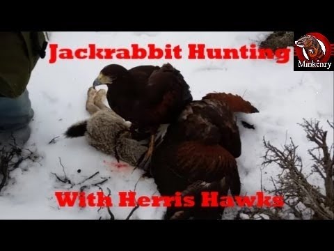 Jackrabbit Hunting with Harris Hawks - YouTube