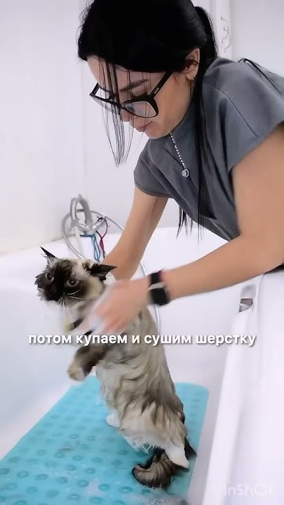 Экспресс линька кошки😻😻😻#cat #cats #кошки #кот #котики #грумер # ...