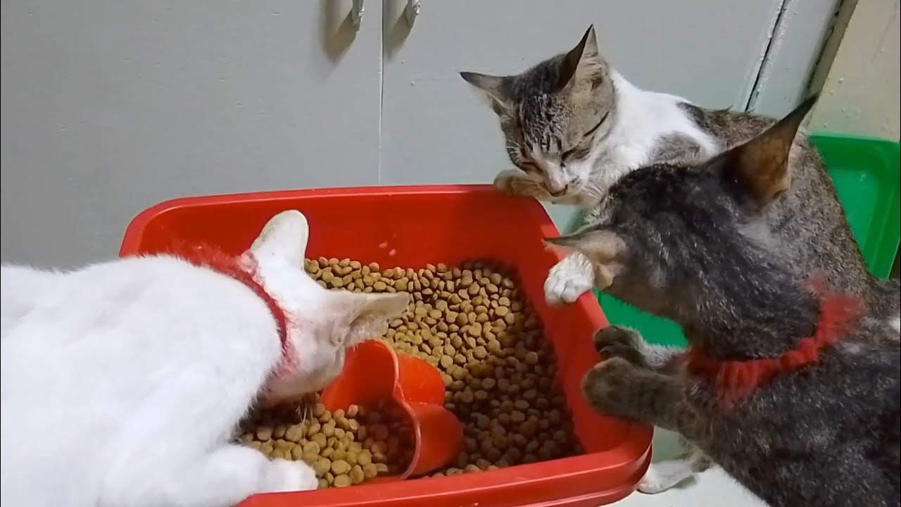 Silly Cats Eating Their Food - YouTube