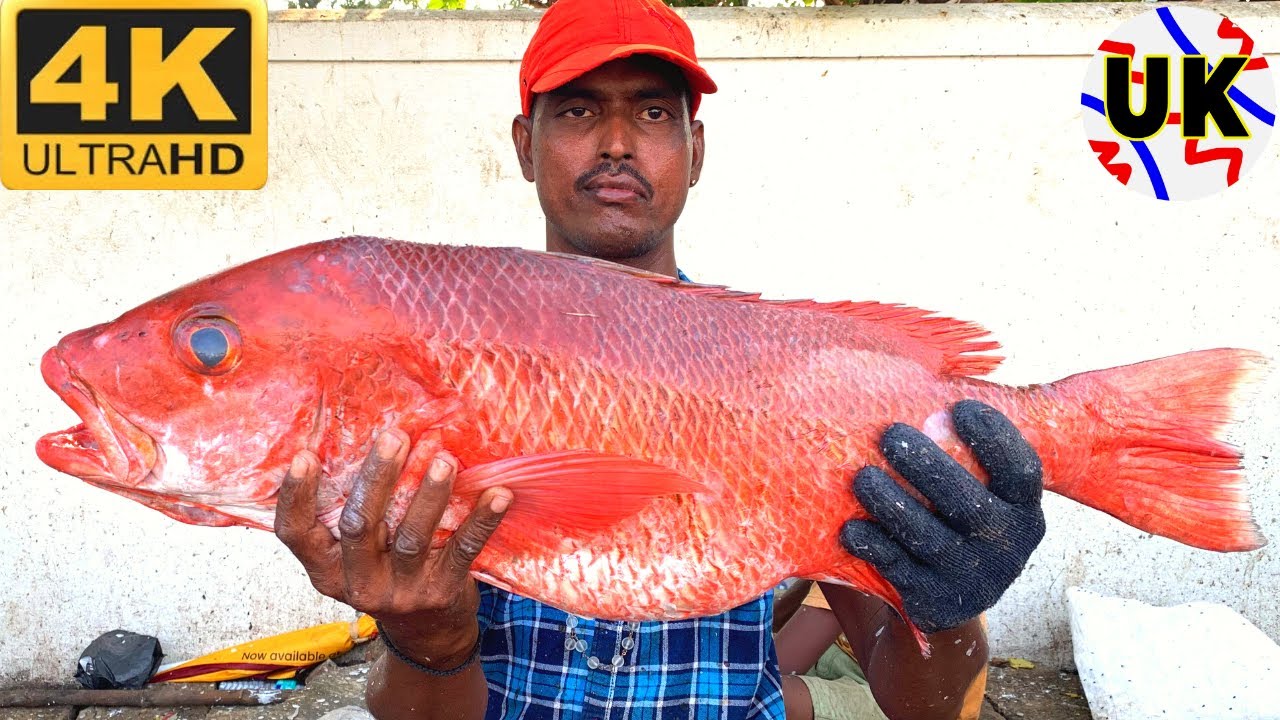 RED SNAPPER FISH CUTTING | FISH CUTTING SKILLS | FISH CUTTING VIDEOS # ...