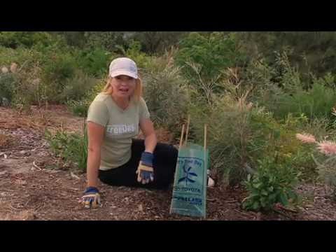 How to Plant a Tree with Ranger Stacey - National Tree Day - Planet Ark ...