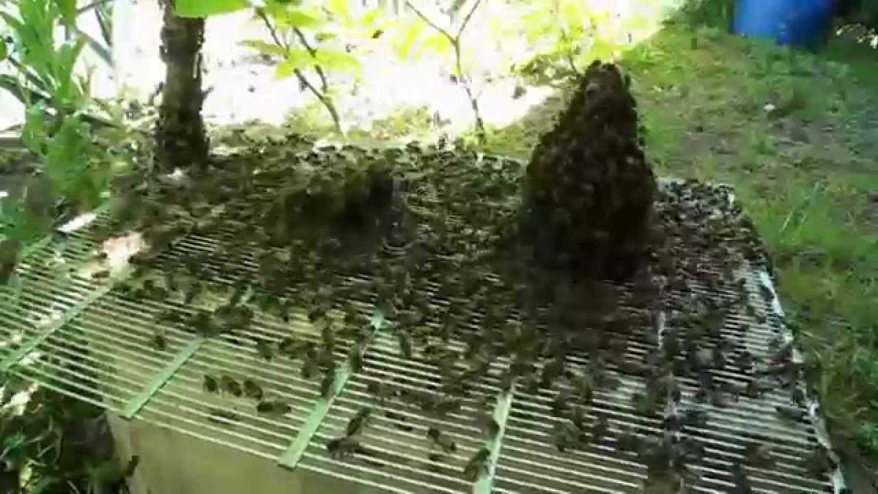 Abeilles. Essaimage d'une colonie - YouTube